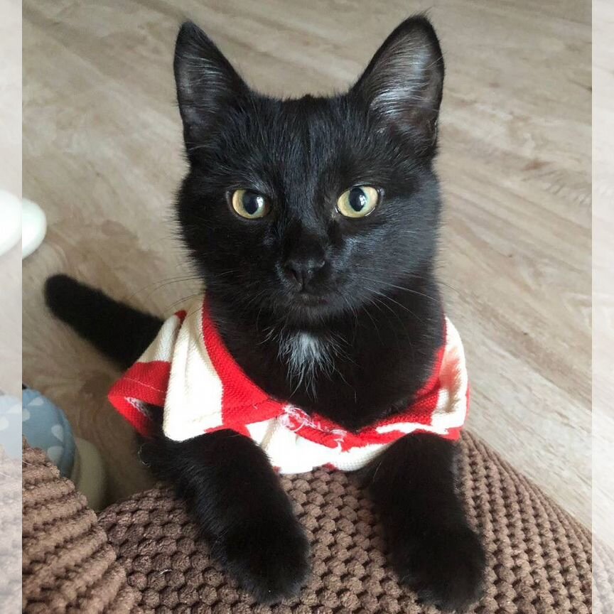 Взрослый кот в добрые руки