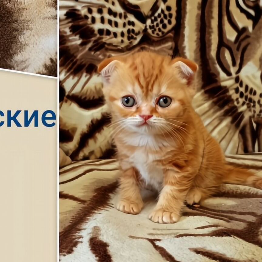 Шотландский вислоухий короткошёрстный котёнок