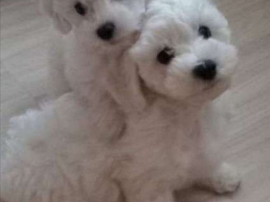 Бишон фризе