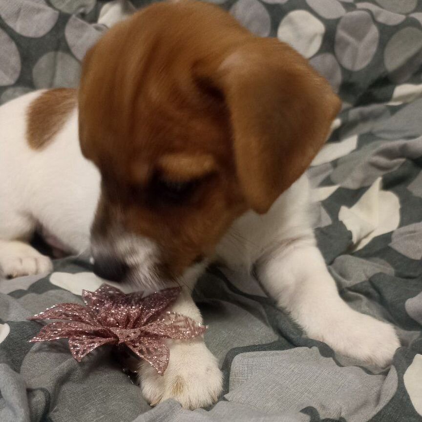 Джек-рассел-терьер, щенок