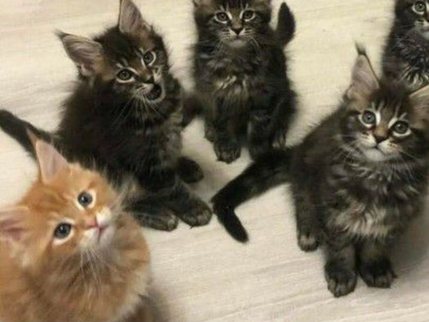 Летние гиганты в твою семью