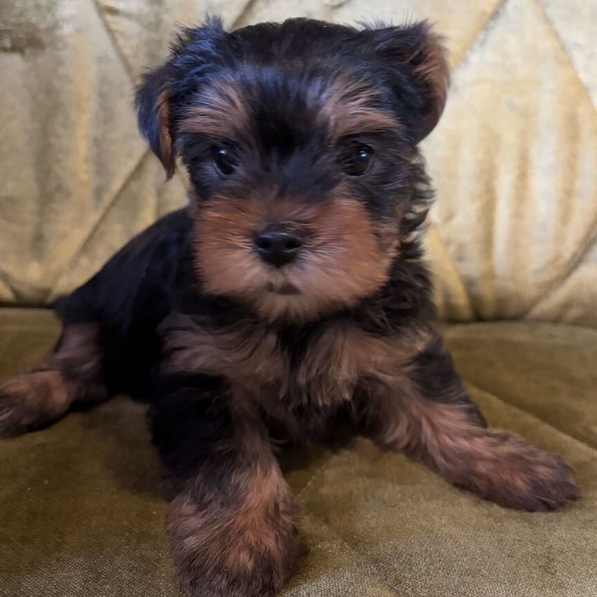 Йоркширский терьер, щенок
