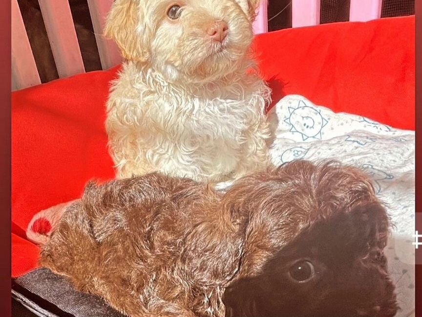 Игрушечный мосики, цветные мальтипу