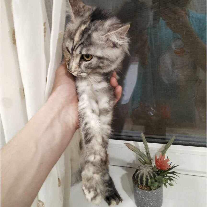 Мейн-кун котёнок