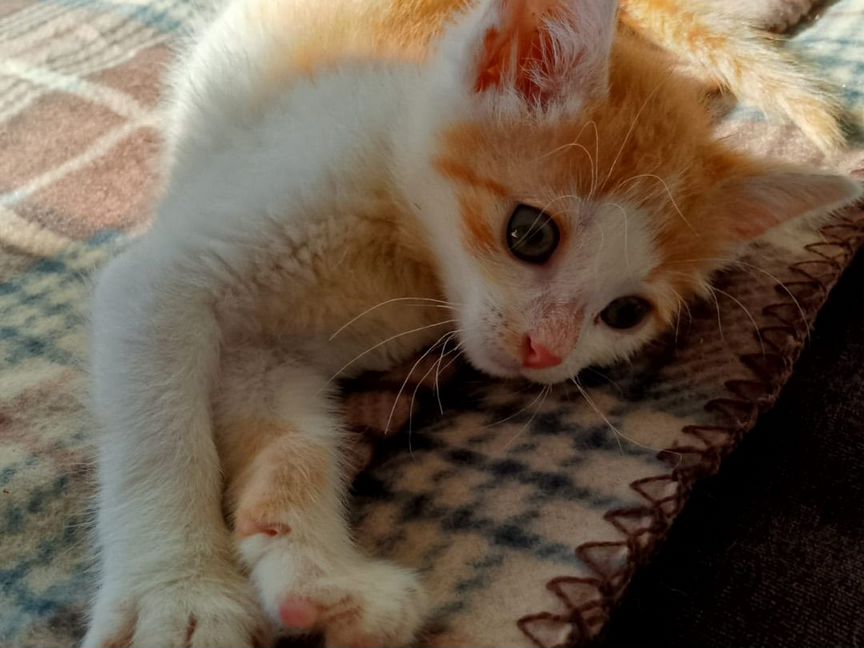 Котёнок в добрые руки бесплатно