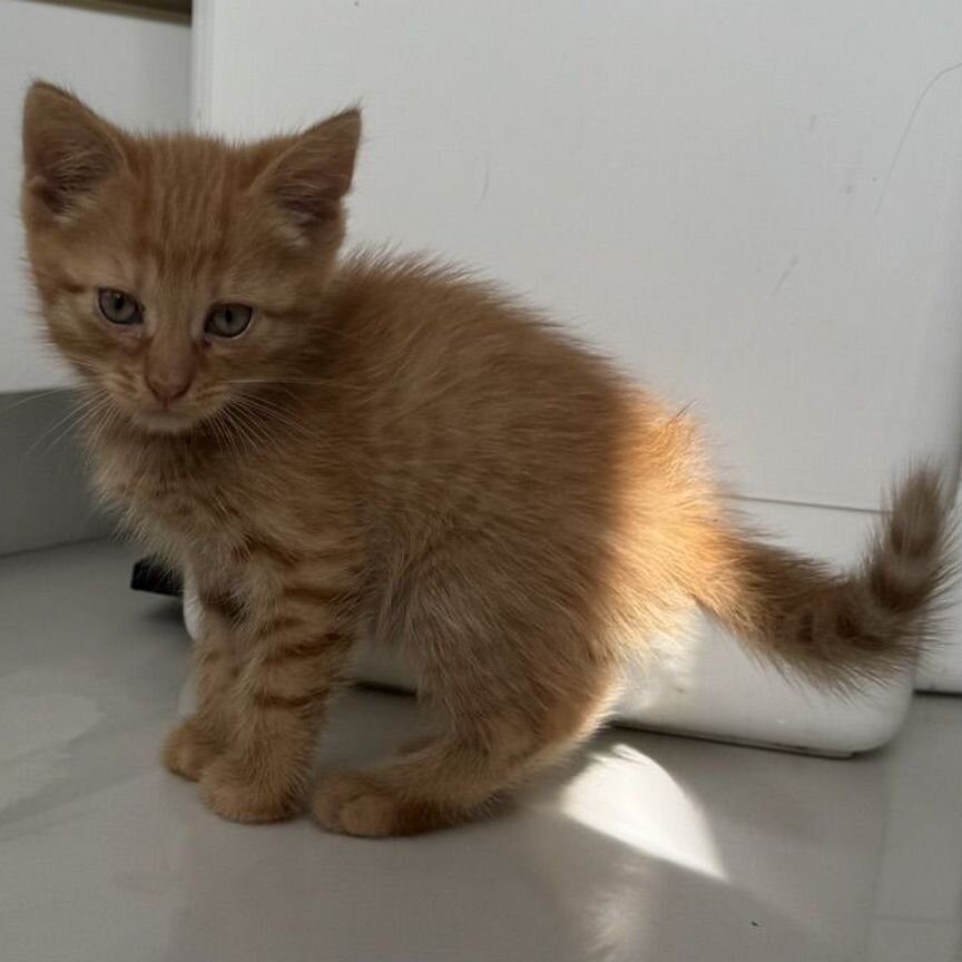 Сибирский котёнок