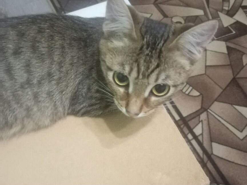 Котик подросток Барсик в добрые руки