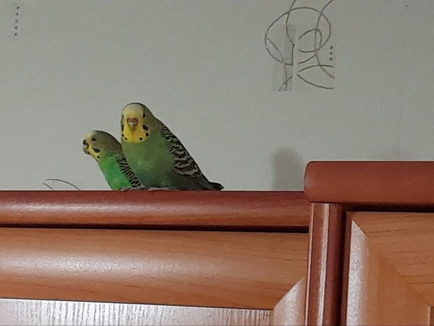 Волнистый попугай самка