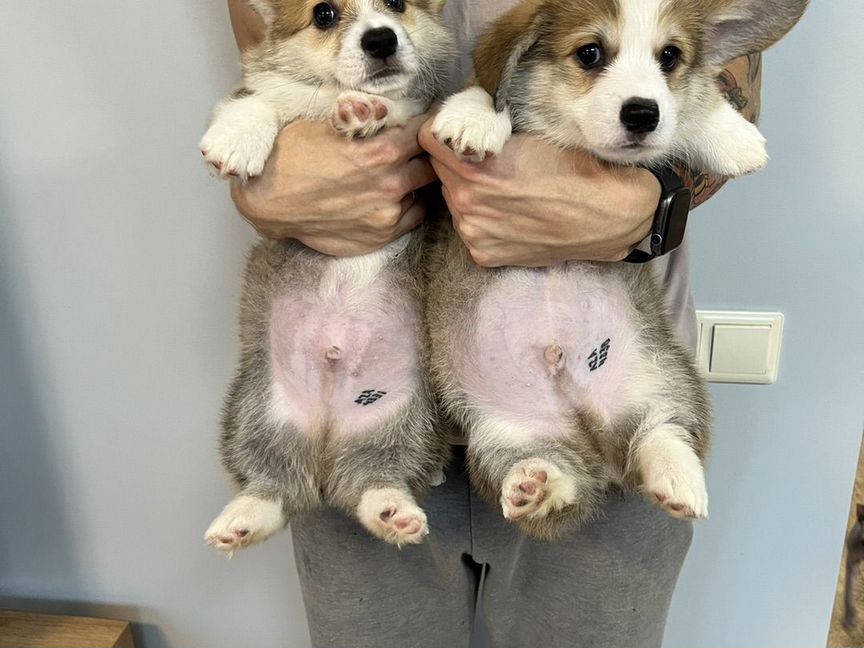 Два рыжих мальчика вельш корги пемброк