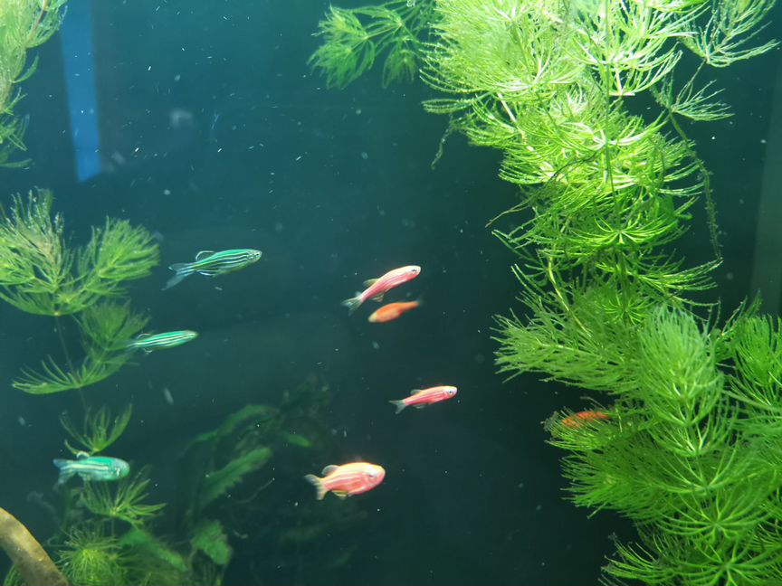 Данио Glo Гло алые и зеленые