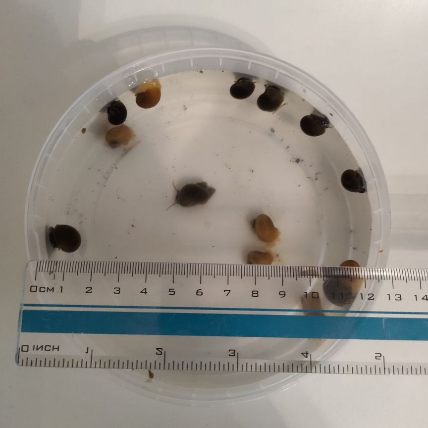 Улитки ампулярии