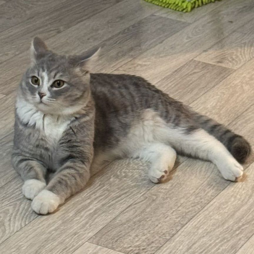 Котята в добрые руки бесплатно мальчик