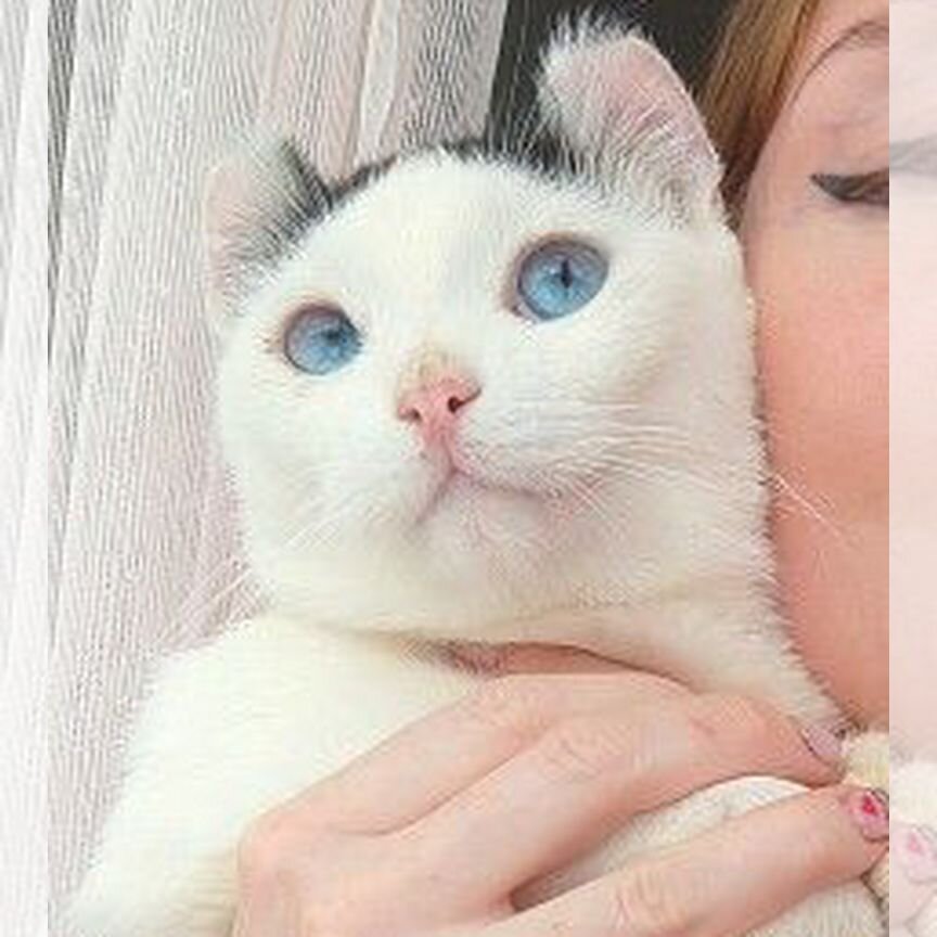 Голубоглазая кошка дгг дрг алтайская