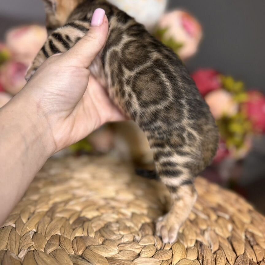 Мальчик от заводчика