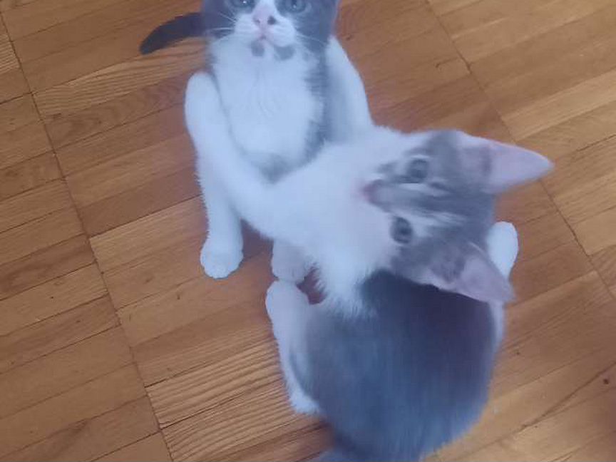 Котята в добрые руки