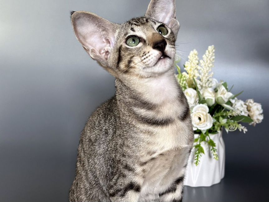 Ориентальные котята
