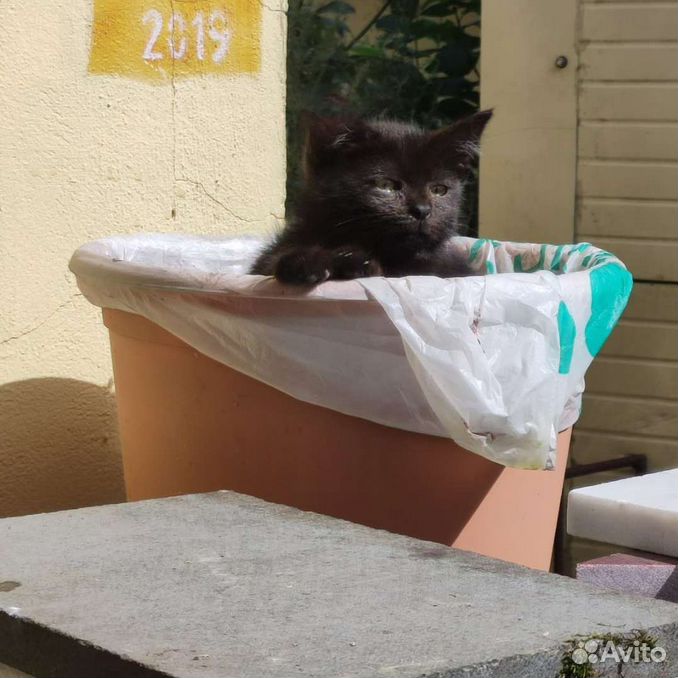 Котята в дар у часовни Ксении Петербургской