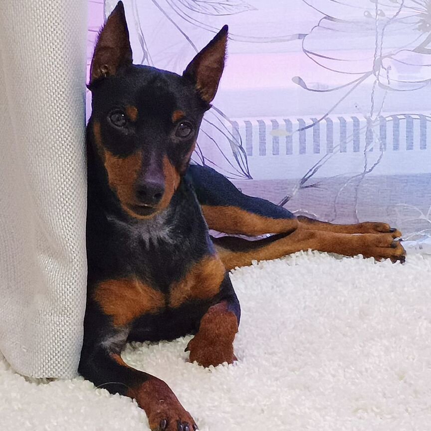 Цвергпинчер, щенок