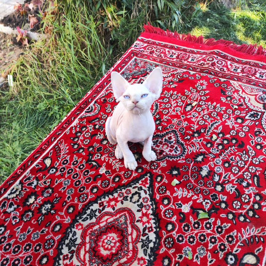 Котик 1,5 мес
