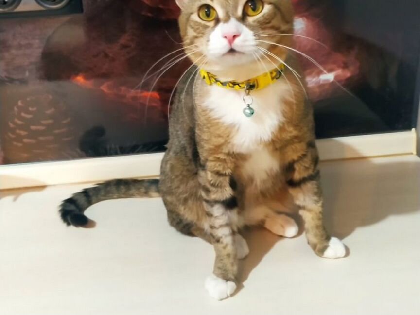 Отдам котика Шанса