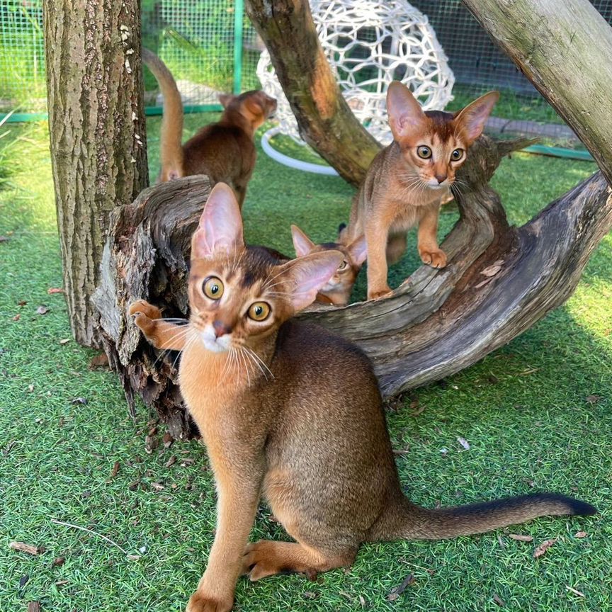 Абиссинская девочка Шанель на прогулке