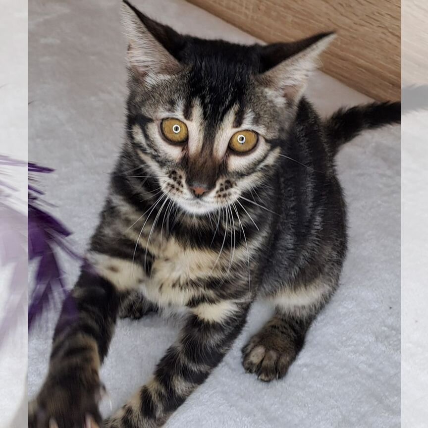 Бенгальская кошка