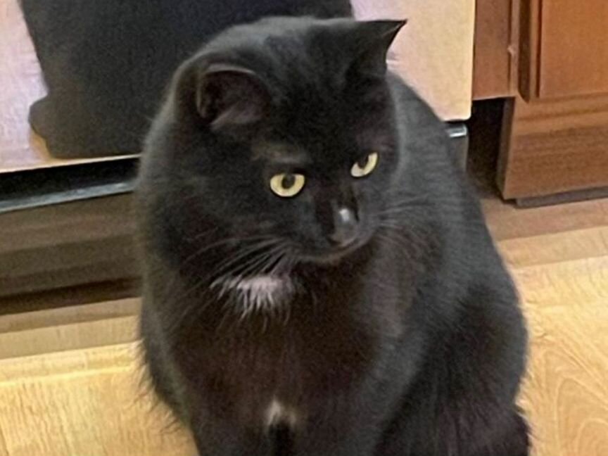 Молодая кошечка ищет дом