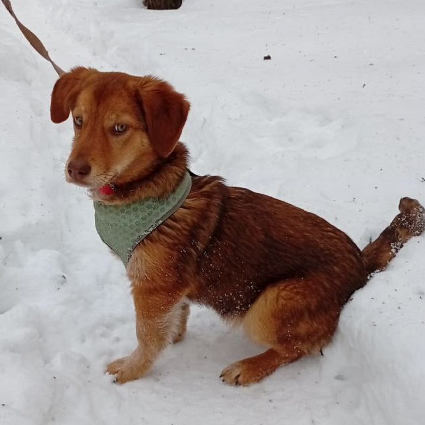 Щенок в добрые руки