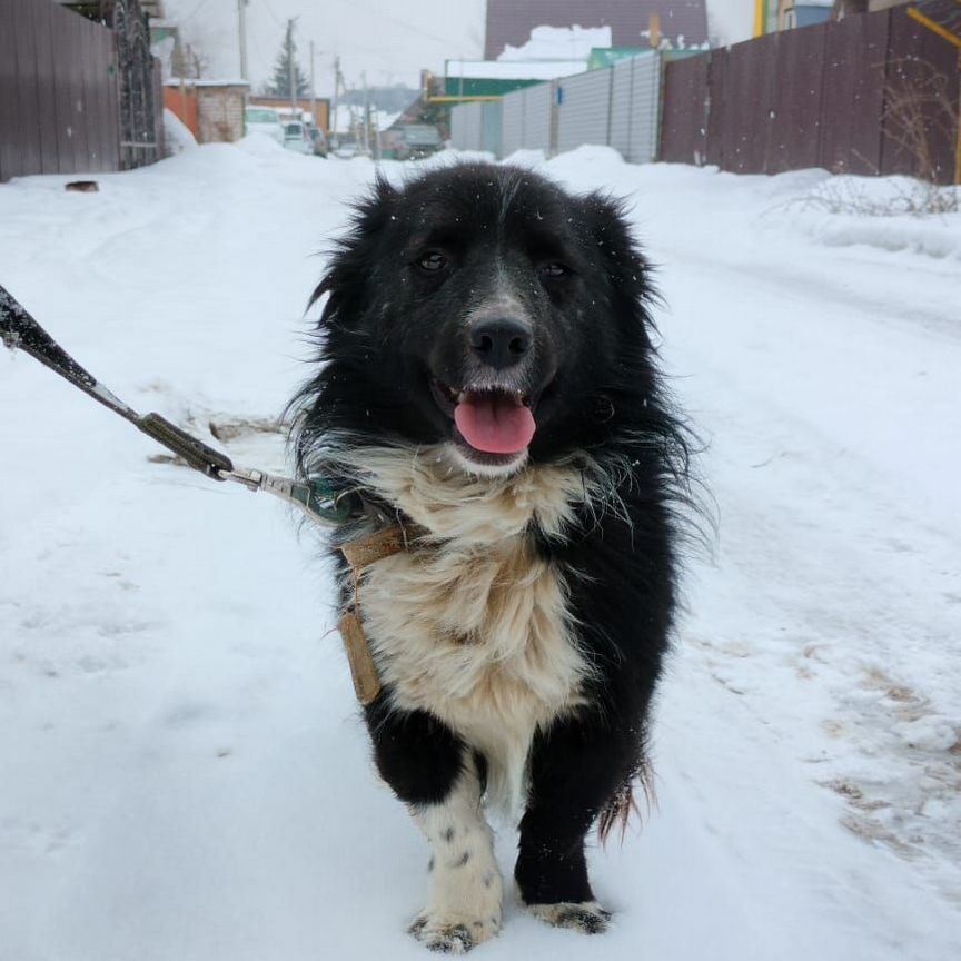 Собака бесплатно
