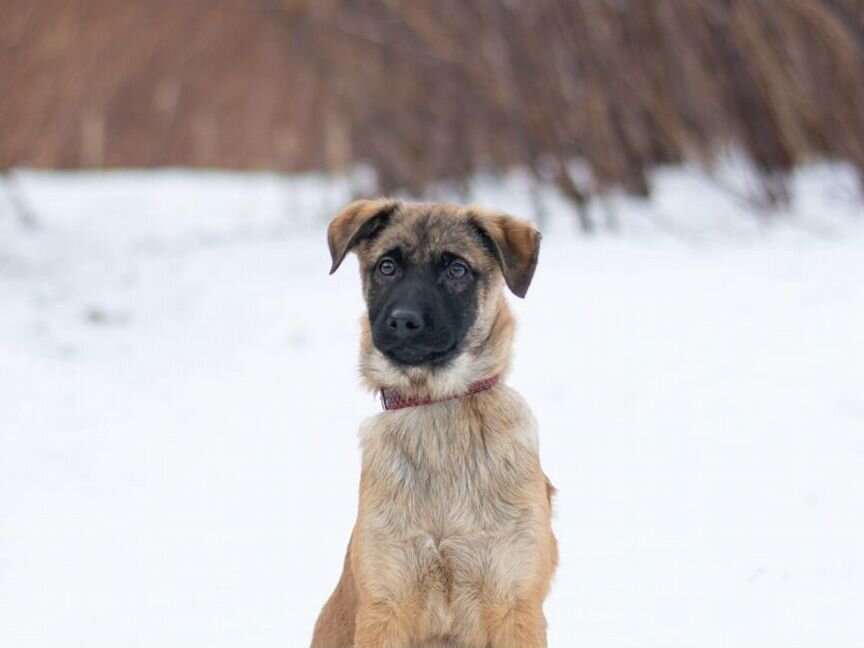 Щенок метис малинуа