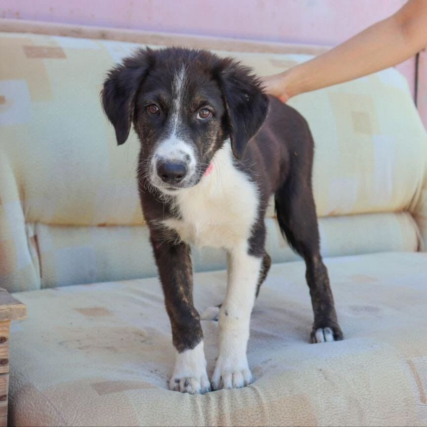 Крупный щенок в дар