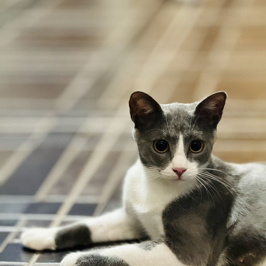 Кошечка ищет семью