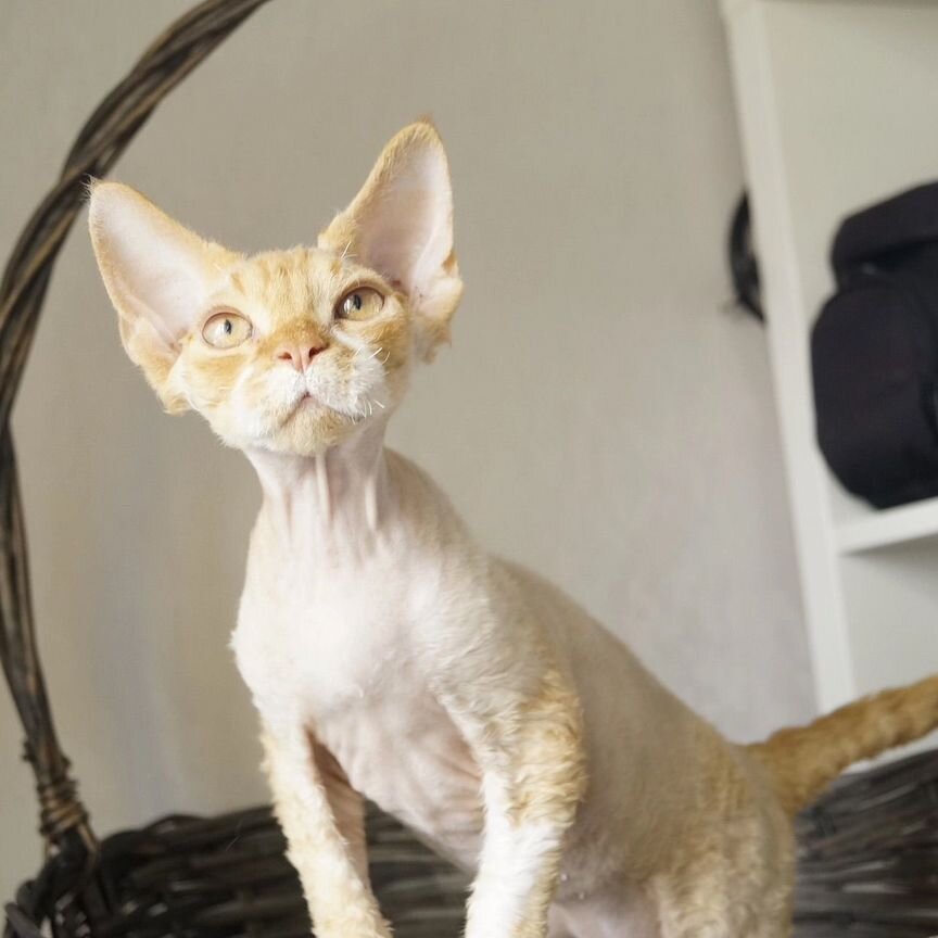 Котик девон рекс