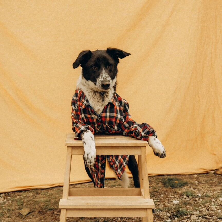 Клайд ищет дом