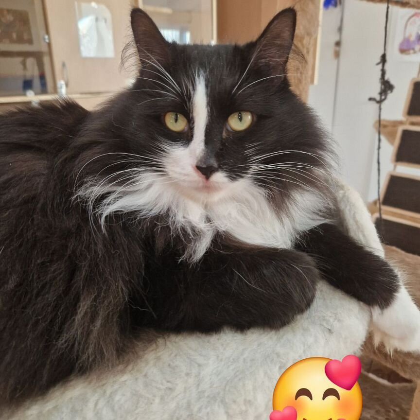 Кот Чарлик