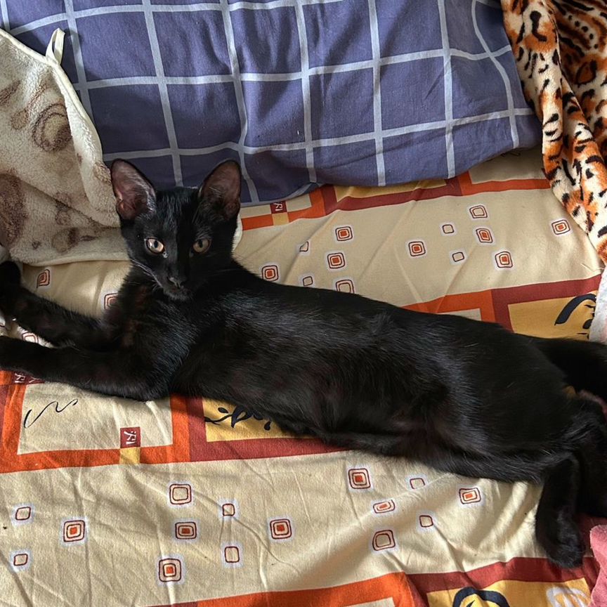 Отдам котенка ориентала