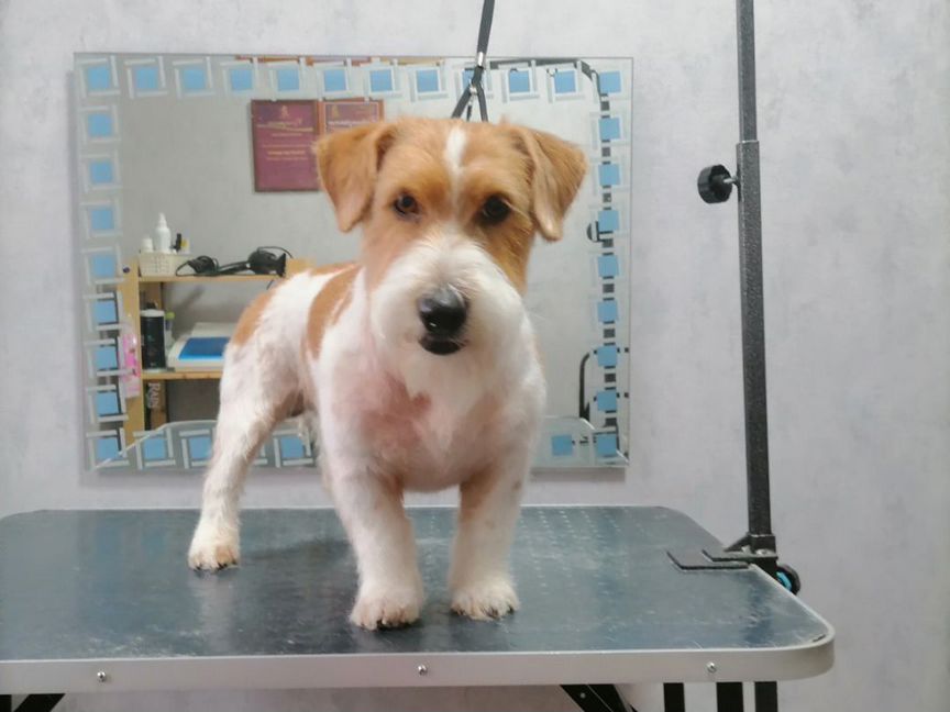 Вязка Джек Рассел терьер