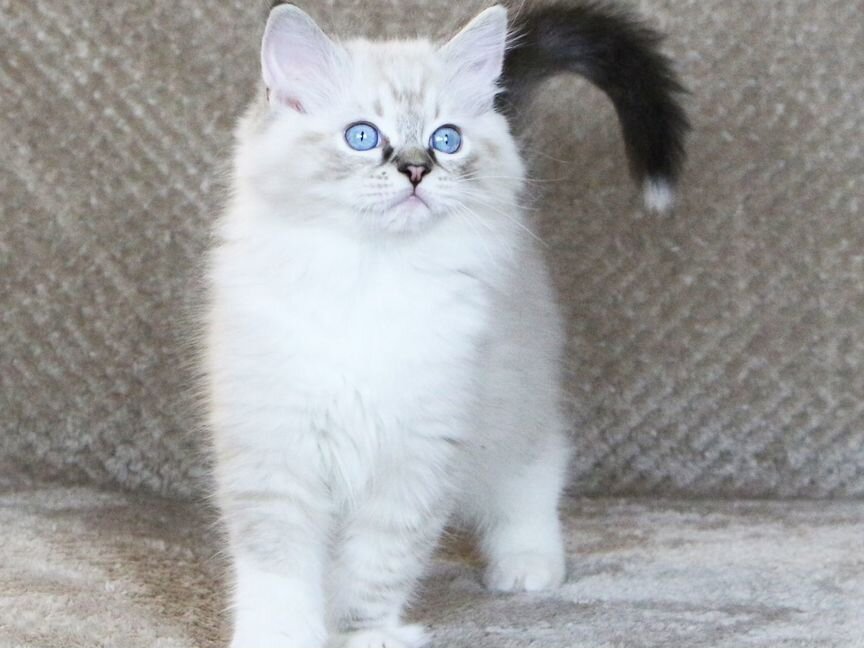 Котята Рэгдолл