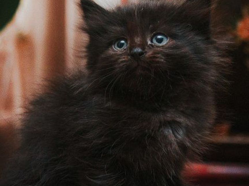 Малыши Сибирята