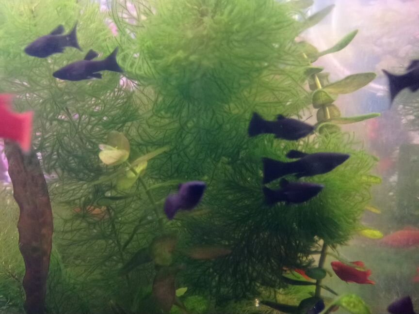 Моллинезия lira черная