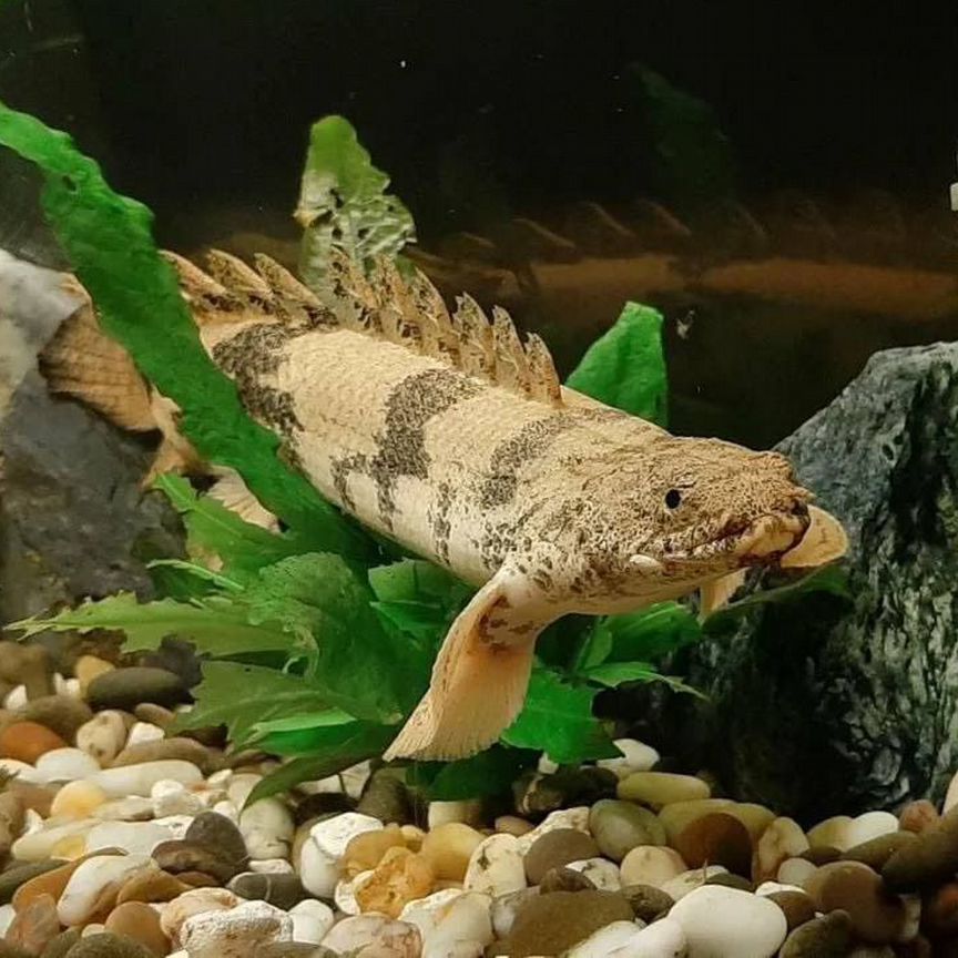 Аквариумные рыбки