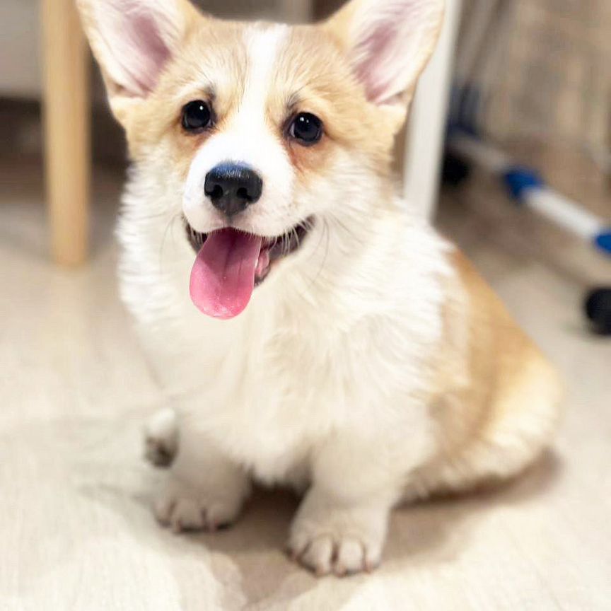 Вельш корги пемброк