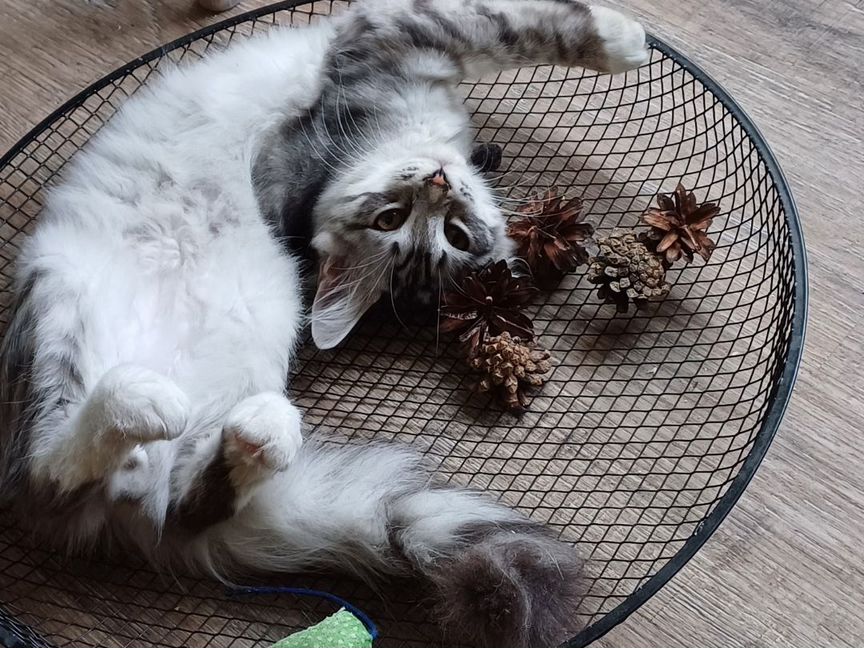 Продам котика