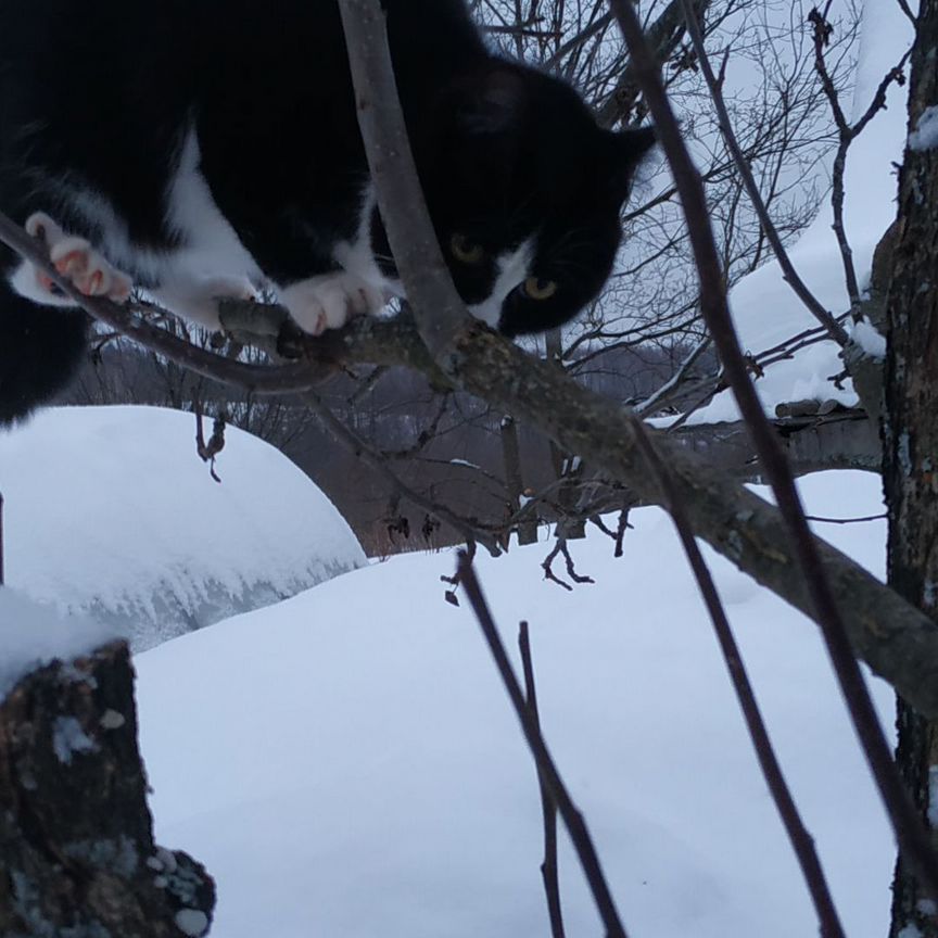 Кошки
