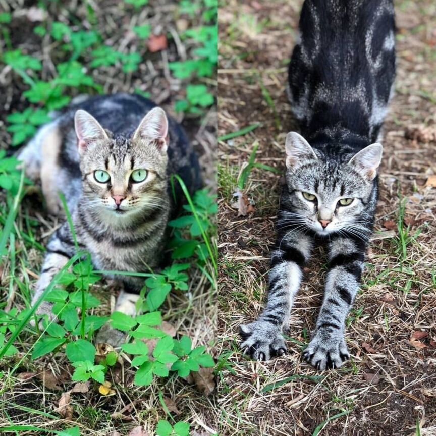 Кошки с котятами на даче