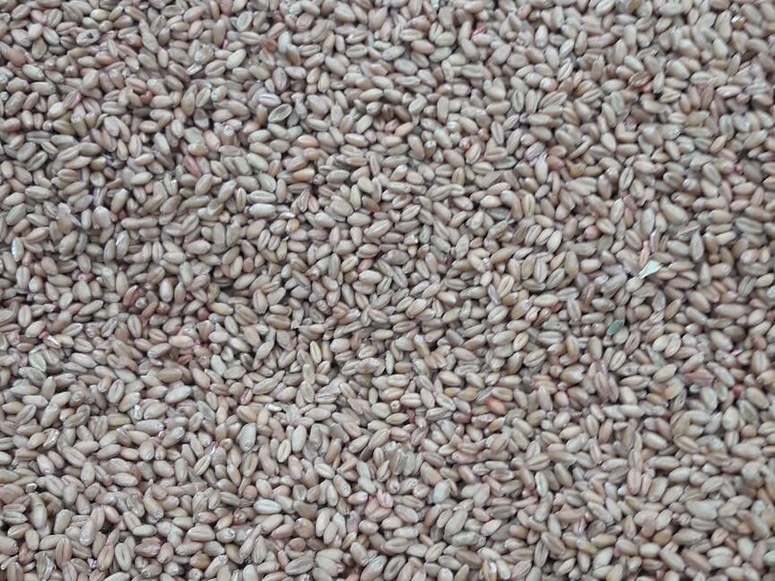 Семена озимой пшеницы