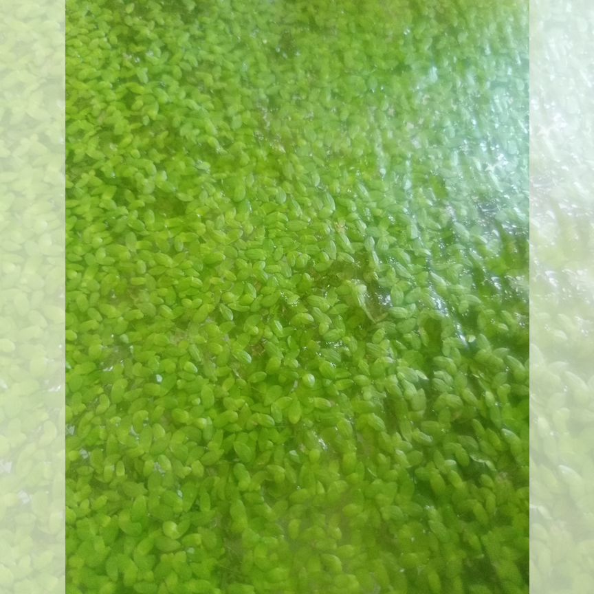 Ряска для аквариума