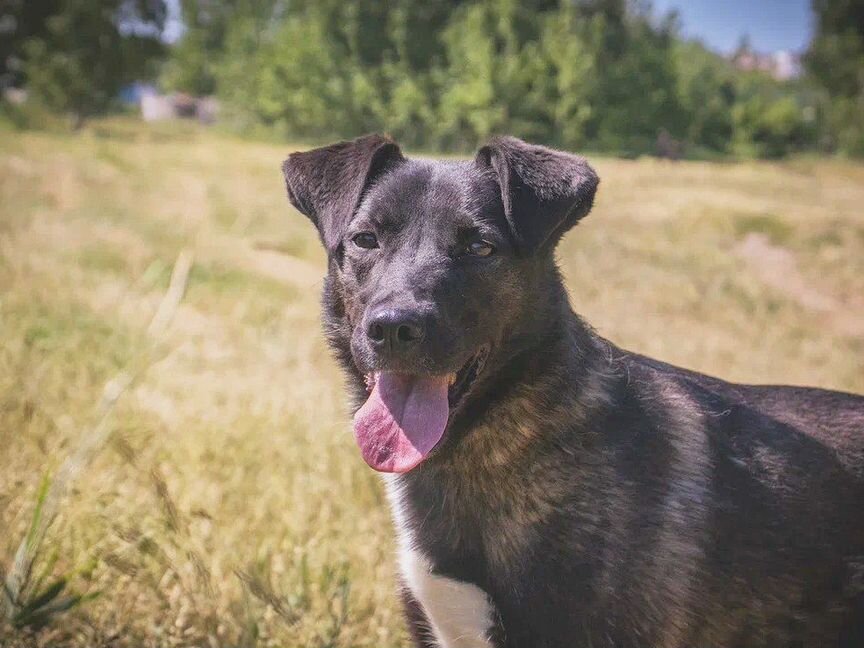 Собака Ева, не может без человека