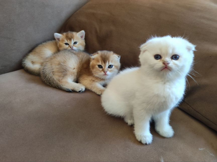 Шотландские котята