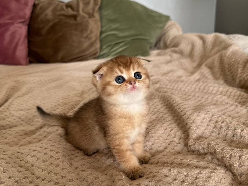 Котята золотая шиншилла